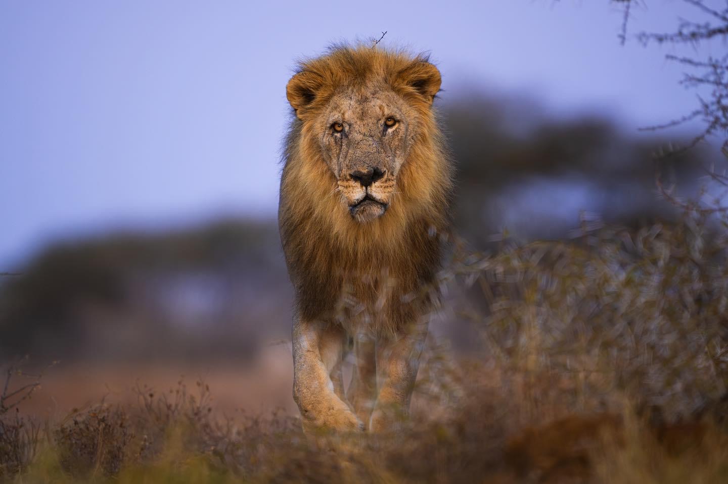 Addo Elephant National Park Day Trip | TripZapp